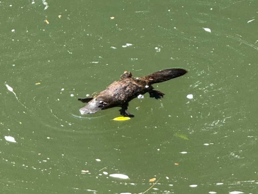 Airlie Beach: Eungella Wild Platypus Encounter - The Value Proposition