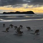 Airlie Beach: Kangaroos on the beach at dawn. - What Makes This Tour Stand Out?