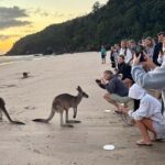 Airlie Beach: Kangaroos on the Beach at Dawn - The Practicalities: What You Need to Know