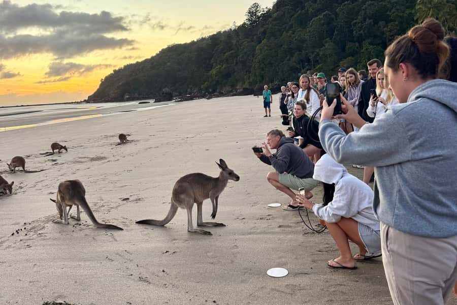 Airlie Beach: Kangaroos on the Beach at Dawn - The Practicalities: What You Need to Know