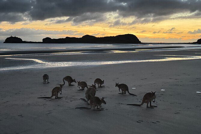 Airlie Beach: Kangaroos on the beach at dawn. - What Makes This Tour Stand Out?