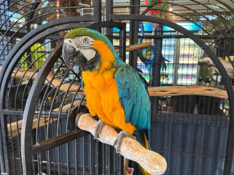 Airlie Beach: Sightseeing Bus Tour - Exploring the Whitsundays Countryside