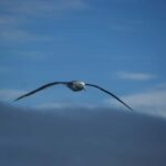 Akaroa: Wildlife Cruise with Dolphins and Penguins - Past Traveler Perspectives