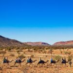 Alice Springs Camel Tour - Authenticity and Value