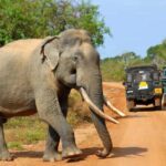 All inclusive leopard safari Wilpattu with guide - Who Should Consider This Tour?