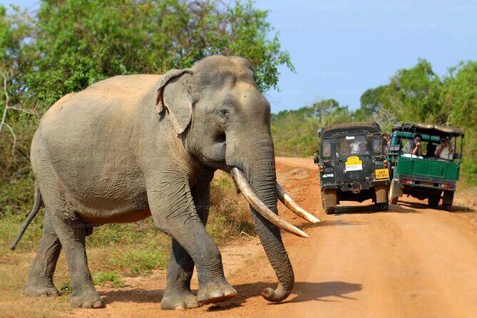 All inclusive leopard safari Wilpattu with guide - Who Should Consider This Tour?