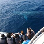 All Inclusive Mirissa Morning Whale Watching Boat Tour with Geeth - Discovering Mirissa’s Marine Marvels