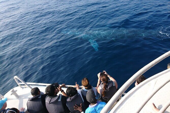 All Inclusive Mirissa Morning Whale Watching Boat Tour with Geeth - Discovering Mirissa’s Marine Marvels