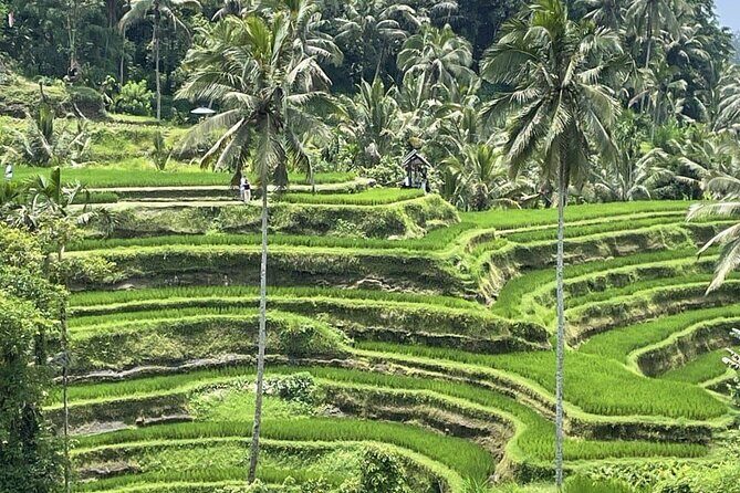 All Inclusive Ubud Cultural and Natural Highlights Tour - Cost & Value Analysis