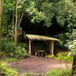 AOA Polynesian Forests - Educational Forest and Scavenger Hunt, Tahiti, West Coast - Who Should Consider This Tour?