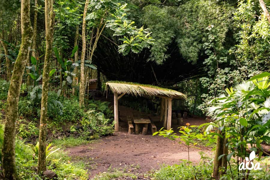 AOA Polynesian Forests - Educational Forest and Scavenger Hunt, Tahiti, West Coast - Who Should Consider This Tour?
