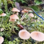 AOA Polynesian Forests - Educational Forest and Tahitian Trail Game DE - Unpacking the Experience in Detail