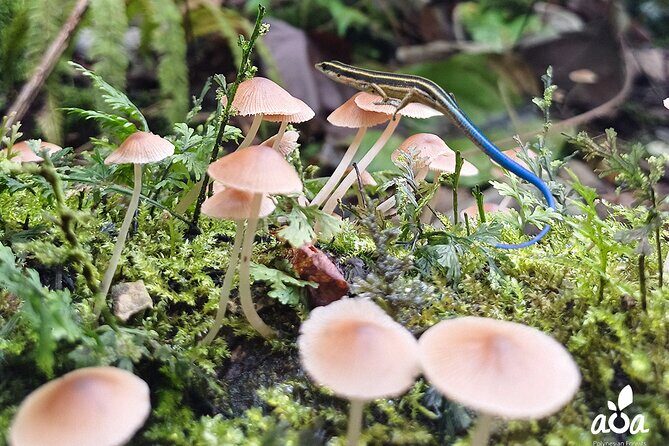 AOA Polynesian Forests - Educational Forest and Tahitian Trail Game DE - Unpacking the Experience in Detail