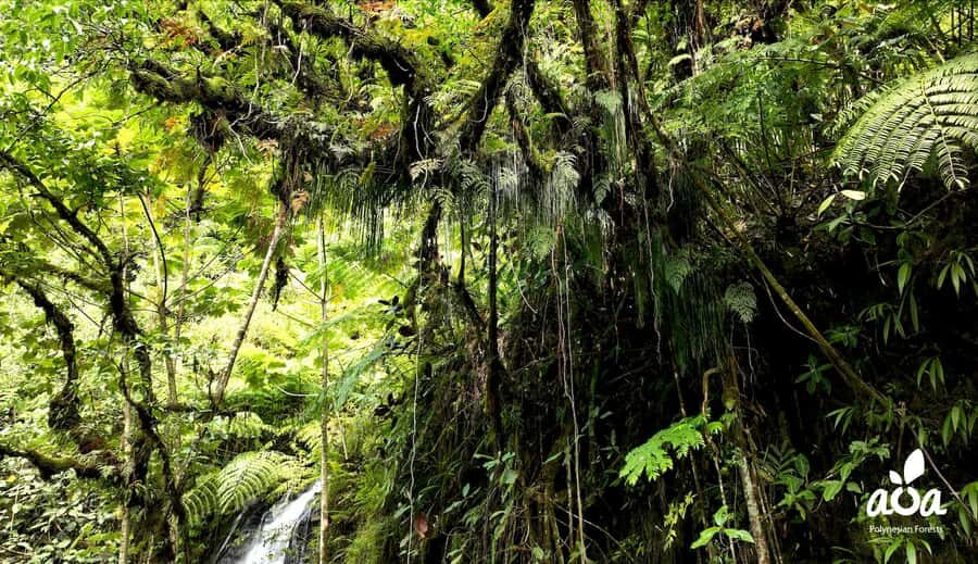 AOA Polynesian Forests - Tahiti Nature Immersion Day - What to Expect from the Polynesian Forests Immersion Day