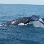 AOC Whale Watching from Broome - Why This Tour Stands Out