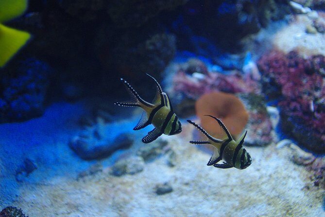 Aquaria KLCC Ticket - Authentic Perspectives from Past Visitors