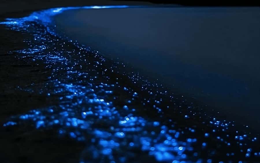 Auckland: Bioluminescence Kayak Tour with Guide - Why This Tour Offers Good Value