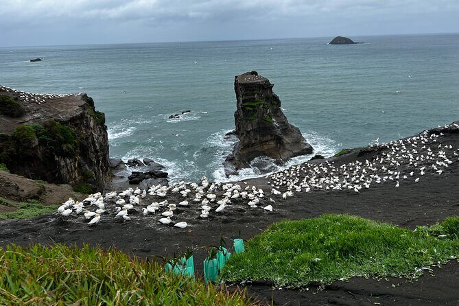 Auckland City and West Coast Black Sand Beach Full Day Tour - Who Will Love This Tour?