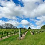 Auckland: Kumeu Wine Tasting Tour and Black Sand Beach - The Value of the Wine Tastings