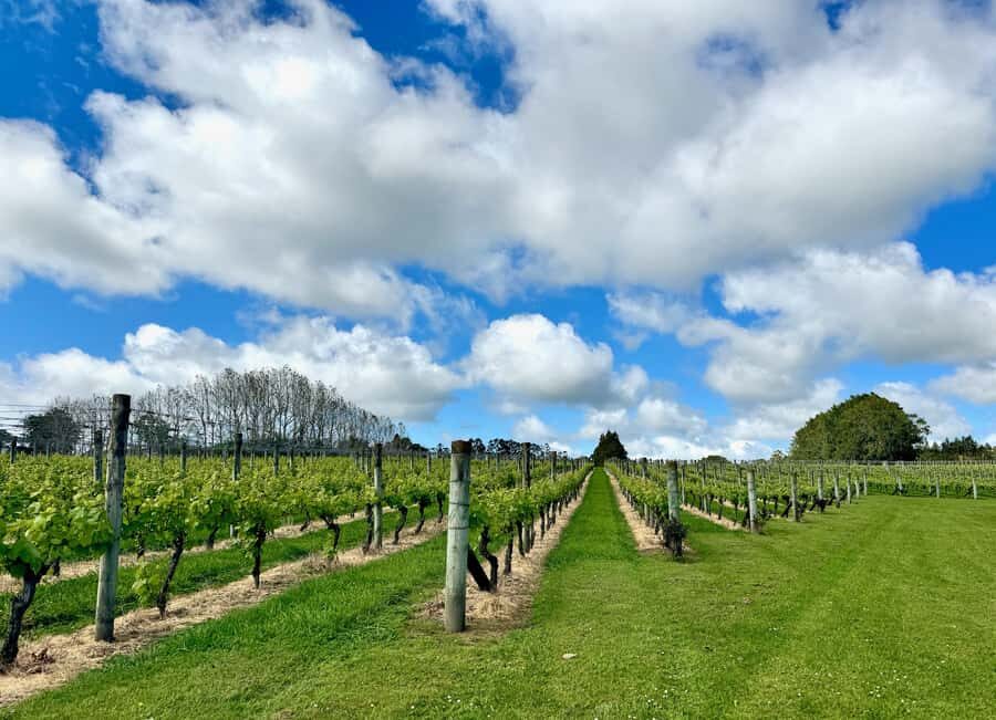 Auckland: Kumeu Wine Tasting Tour and Black Sand Beach - The Value of the Wine Tastings
