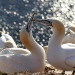 Auckland: Private Muriwai Gannets Experience - The Details You Need to Know