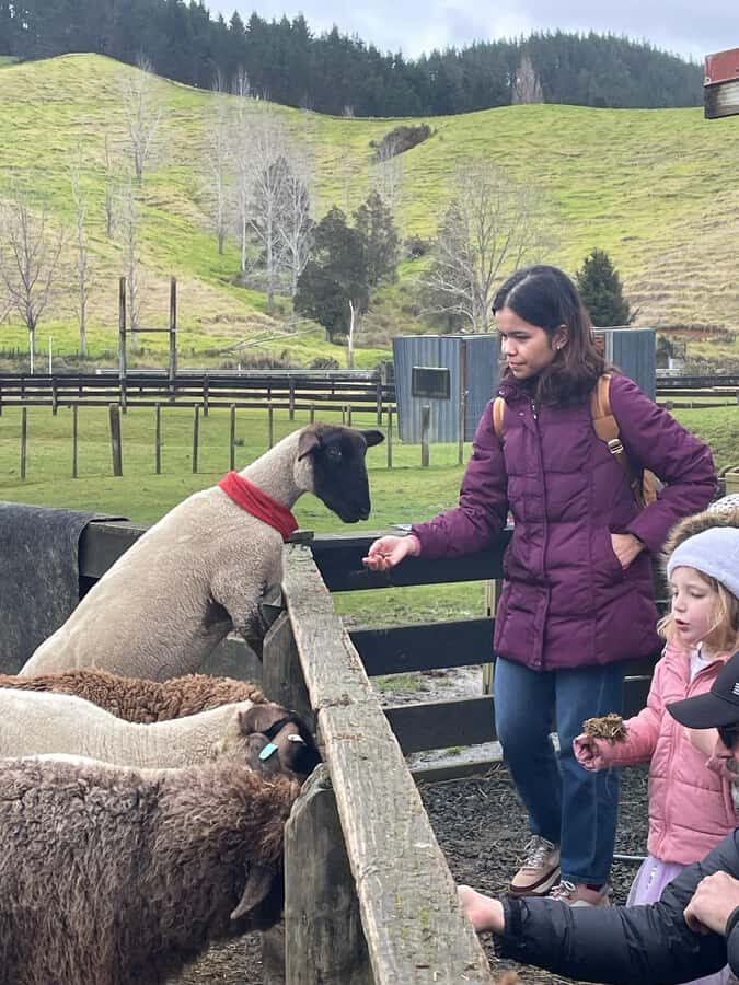 Auckland: Sheepworld, Honey Centre, & Kauri Trail Tour - Itinerary Breakdown & Highlights