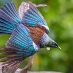 Auckland: Tiritiri Matangi Island Ferry - Authentic Reviews and Tips