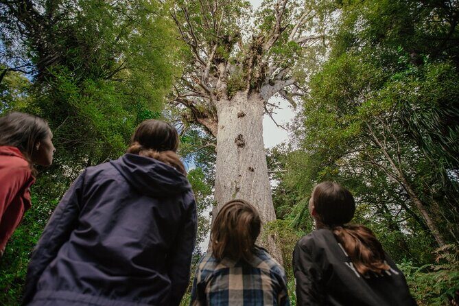 Auckland to Paihia via West Coast Small Group Tour (One Way) - Analyzing the Value