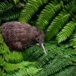 Auckland: Waitomo Caves & Te Puia Rotorua w Picnic Lunch - What Travelers Say