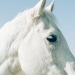 Australia: Coffs Harbour Beach Horse Ride & Lagoon Swim + Photos - What’s Included and What to Expect