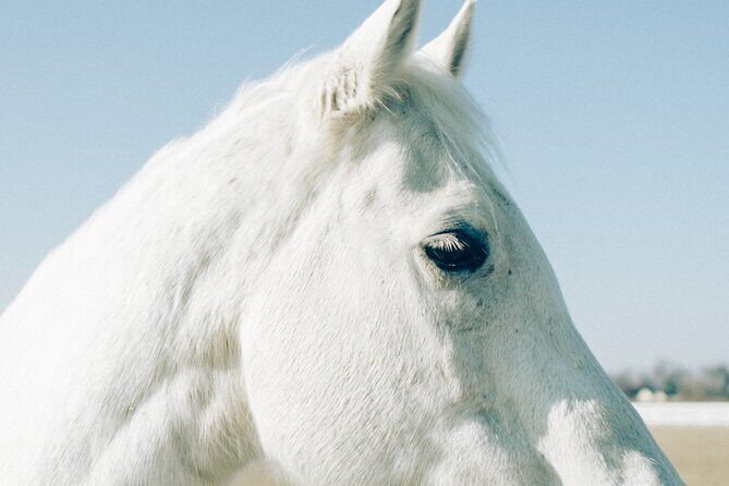 Australia: Coffs Harbour Beach Horse Ride & Lagoon Swim + Photos - What’s Included and What to Expect