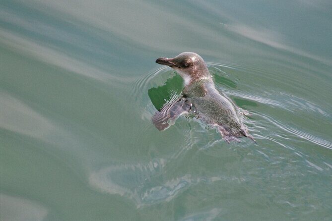 Awesome Bay of Islands Day Sailing Adventure - The Itinerary: What to Expect on Your Day at Sea