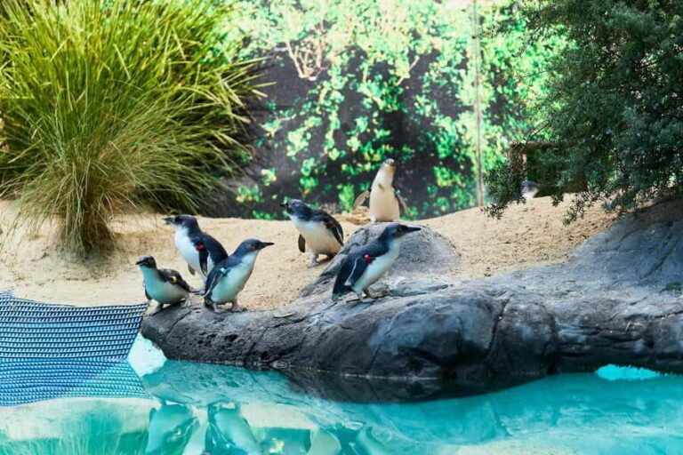 Ballarat: Wildlife Park Entry Ticket - Who Will Enjoy This Experience?