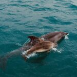 Bay of Islands Hole in the Rock Cruise Day Tour - Exploring the Itinerary in Detail