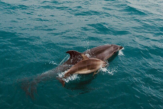 Bay of Islands Hole in the Rock Cruise Day Tour - Exploring the Itinerary in Detail