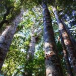 Bay of Islands: Puketi Kauri Forest Guided Tour - Cultural and Ecological Insights
