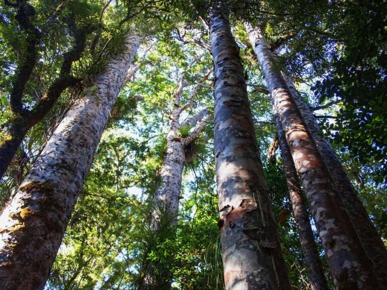 Bay of Islands: Puketi Kauri Forest Guided Tour - Cultural and Ecological Insights