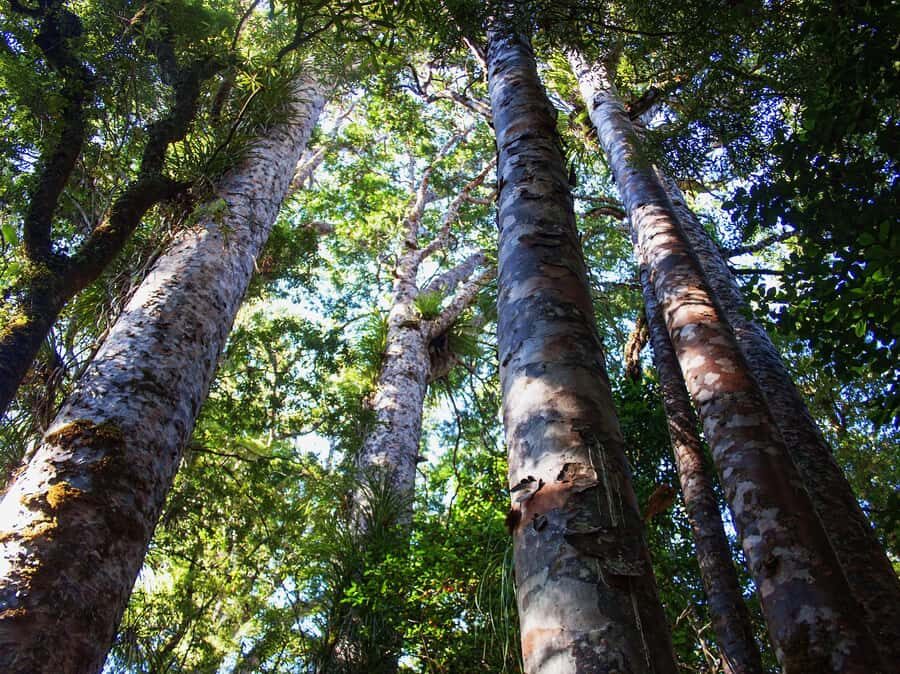 Bay of Islands: Puketi Kauri Forest Guided Tour - Cultural and Ecological Insights