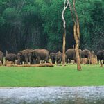 Beauty of Nature, Cochin with Periyar Wildlife Tour(04 Days) - What’s Special About Periyar
