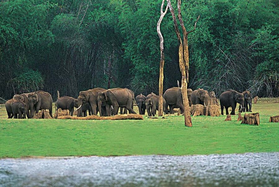 Beauty of Nature, Cochin with Periyar Wildlife Tour(04 Days) - What’s Special About Periyar