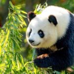Beijing: Panda House Ticket (Zoo) October-limited Discount - Who Will Love This Tour?