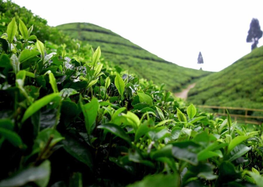 Best of Darjeeling (Guided Halfday Sightseeing Tour by Car) - Practical Details and Travel Tips