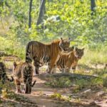 Bhopal: 3-Day Satpura National Park Safari Tour - What Makes This Tour Stand Out?