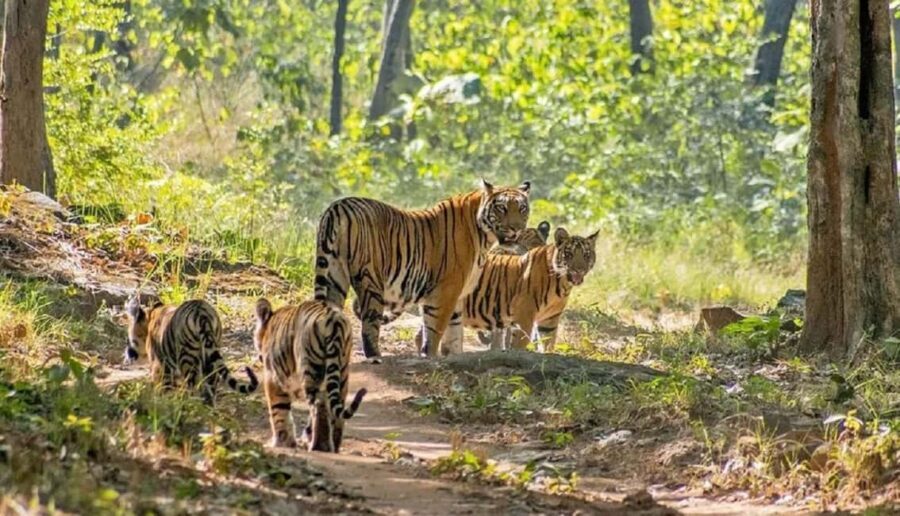 Bhopal: 3-Day Satpura National Park Safari Tour - What Makes This Tour Stand Out?
