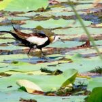 Bird watching in Colombo Wetlands- Guided Bird Walks - The Wetlands: A Hidden Urban Sanctuary