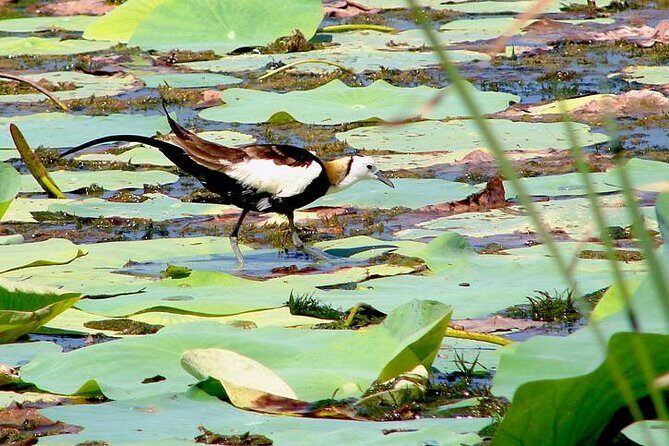 Bird watching in Colombo Wetlands- Guided Bird Walks - The Wetlands: A Hidden Urban Sanctuary