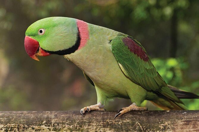 Birdworld Kuranda Entry Ticket - The Sum Up