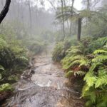 Blue Mountains Private Group Day Tour from Sydney - A Deep Dive into This Blue Mountains Tour