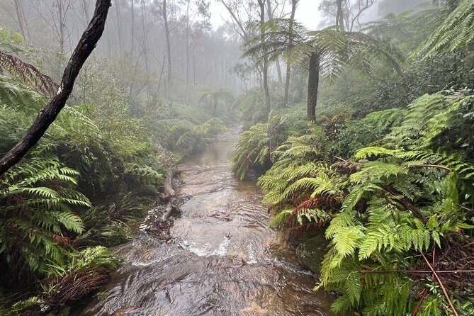Blue Mountains Private Group Day Tour from Sydney - A Deep Dive into This Blue Mountains Tour