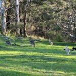 Blue Mountains Private Tour & Memorable Gems & wild marsupials - FAQs